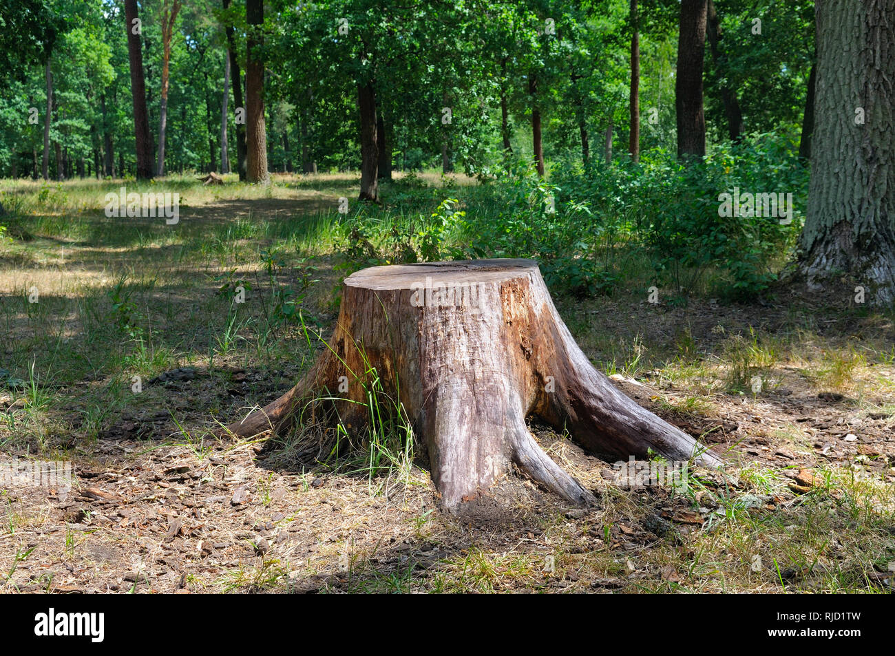 Tree stump forest hi-res stock photography and images - Alamy