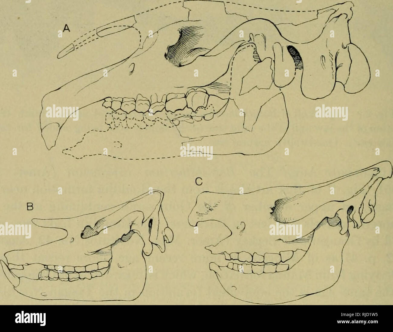Roy chapman andrews and walter granger hi-res stock photography and ...