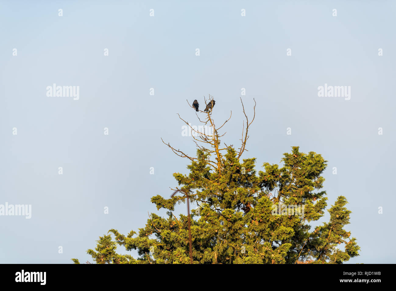 Crows in sunset sky hi-res stock photography and images - Alamy