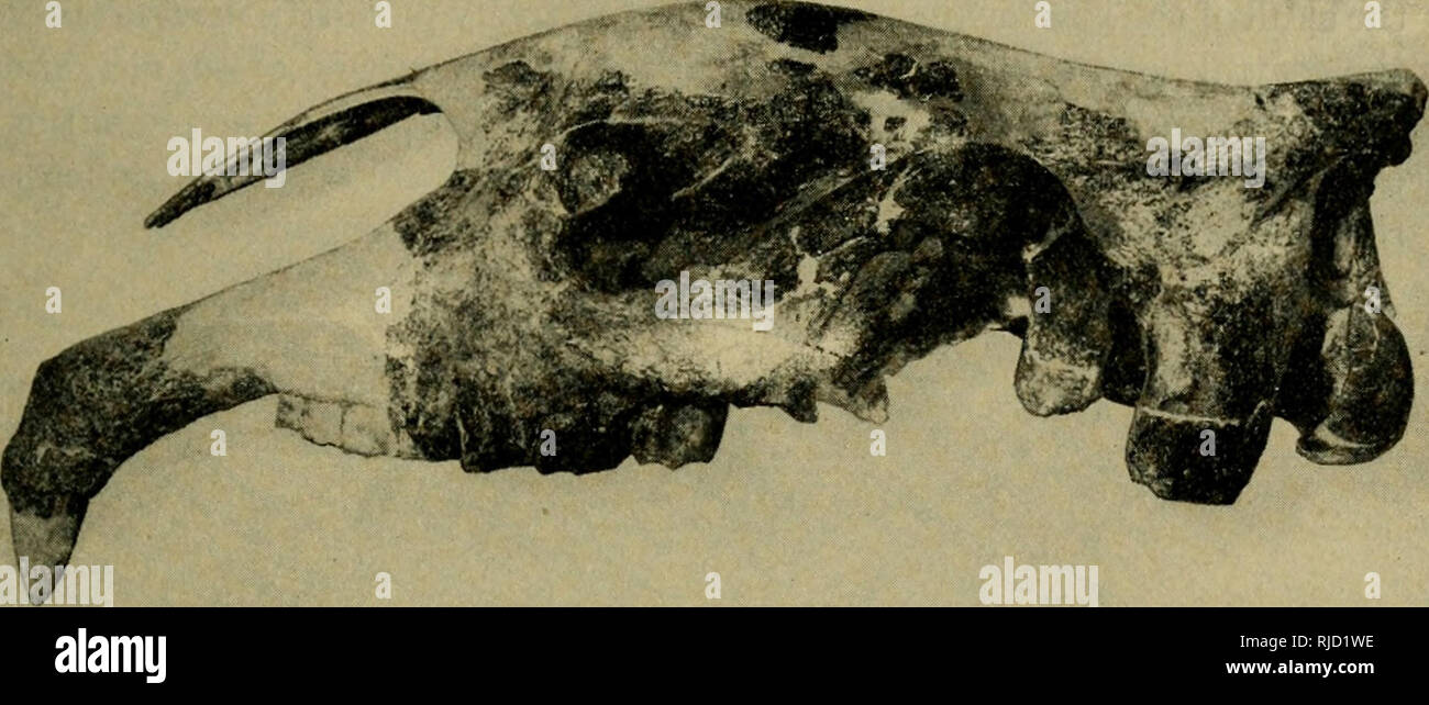 Baluchitherium hi-res stock photography and images - Alamy