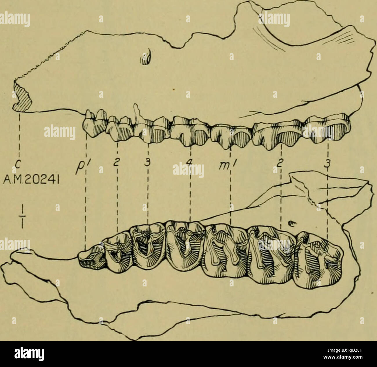 Roy chapman andrews and walter granger hi-res stock photography and ...