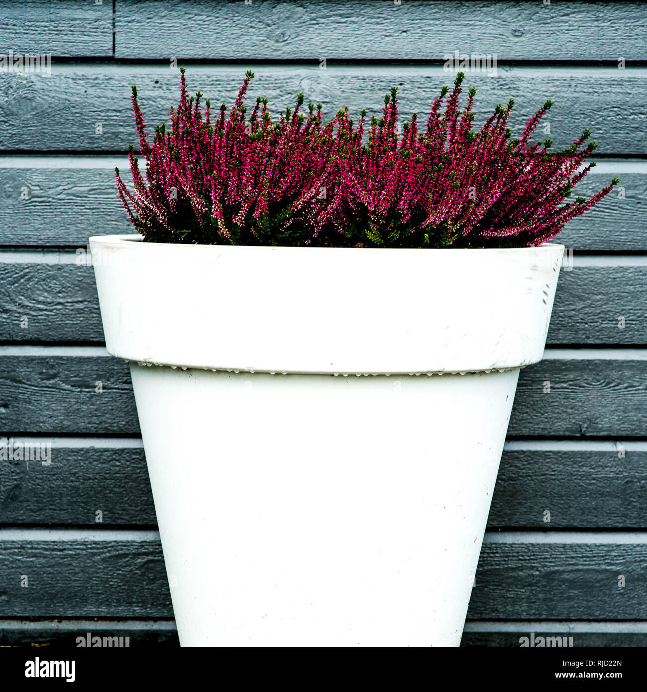 Heather blossom hi-res stock photography and images - Alamy