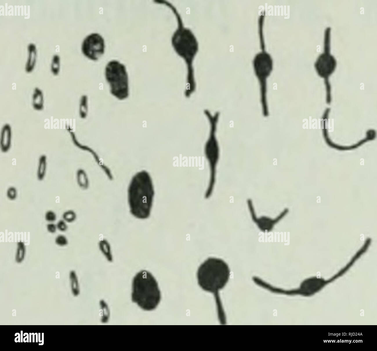 Bullosus hi-res stock photography and images - Alamy