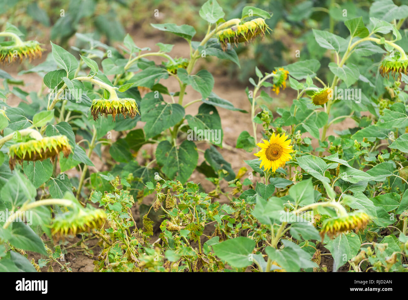 Many large sunflower head flower ripe for harvesting in agriculture ...