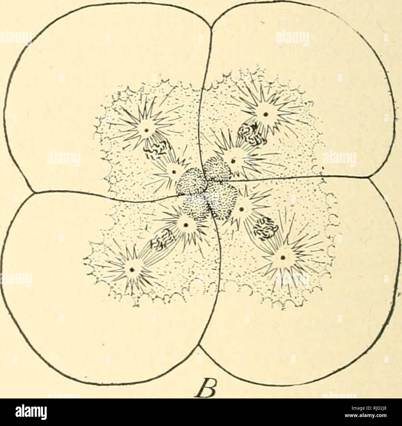 . The cell in development and inheritance. Cells. Fig. 192.—Two ...