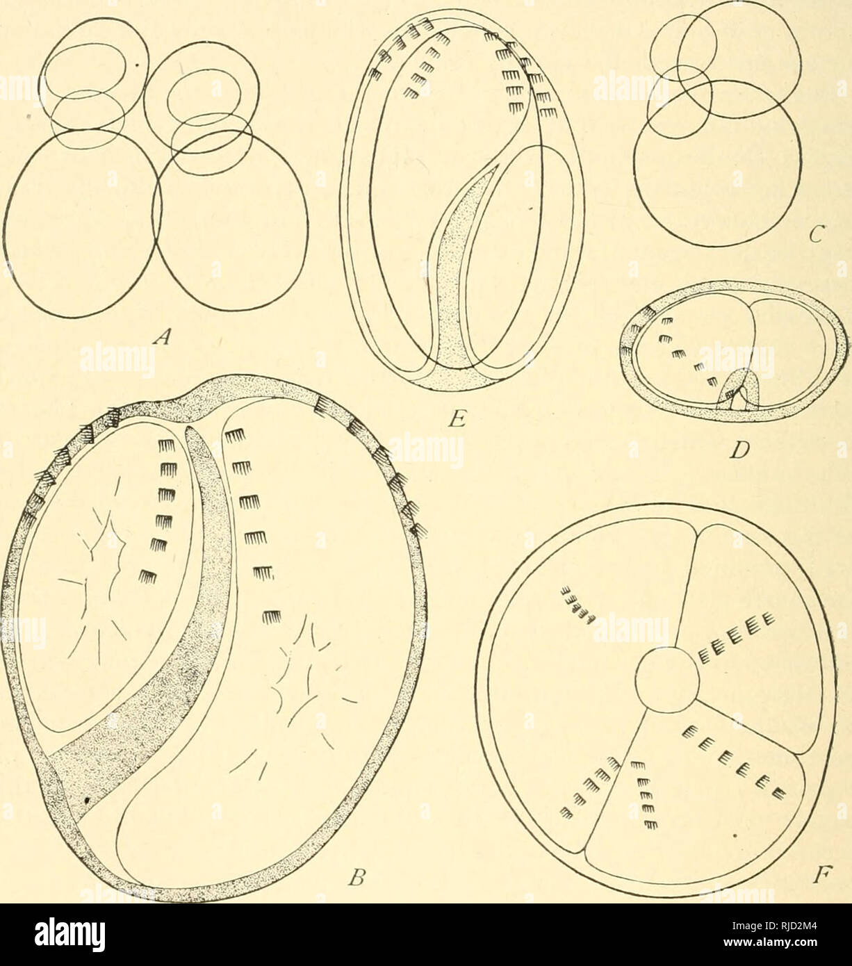 . The cell in development and inheritance. Cells. 4i8 INHERITANCE AND ...
