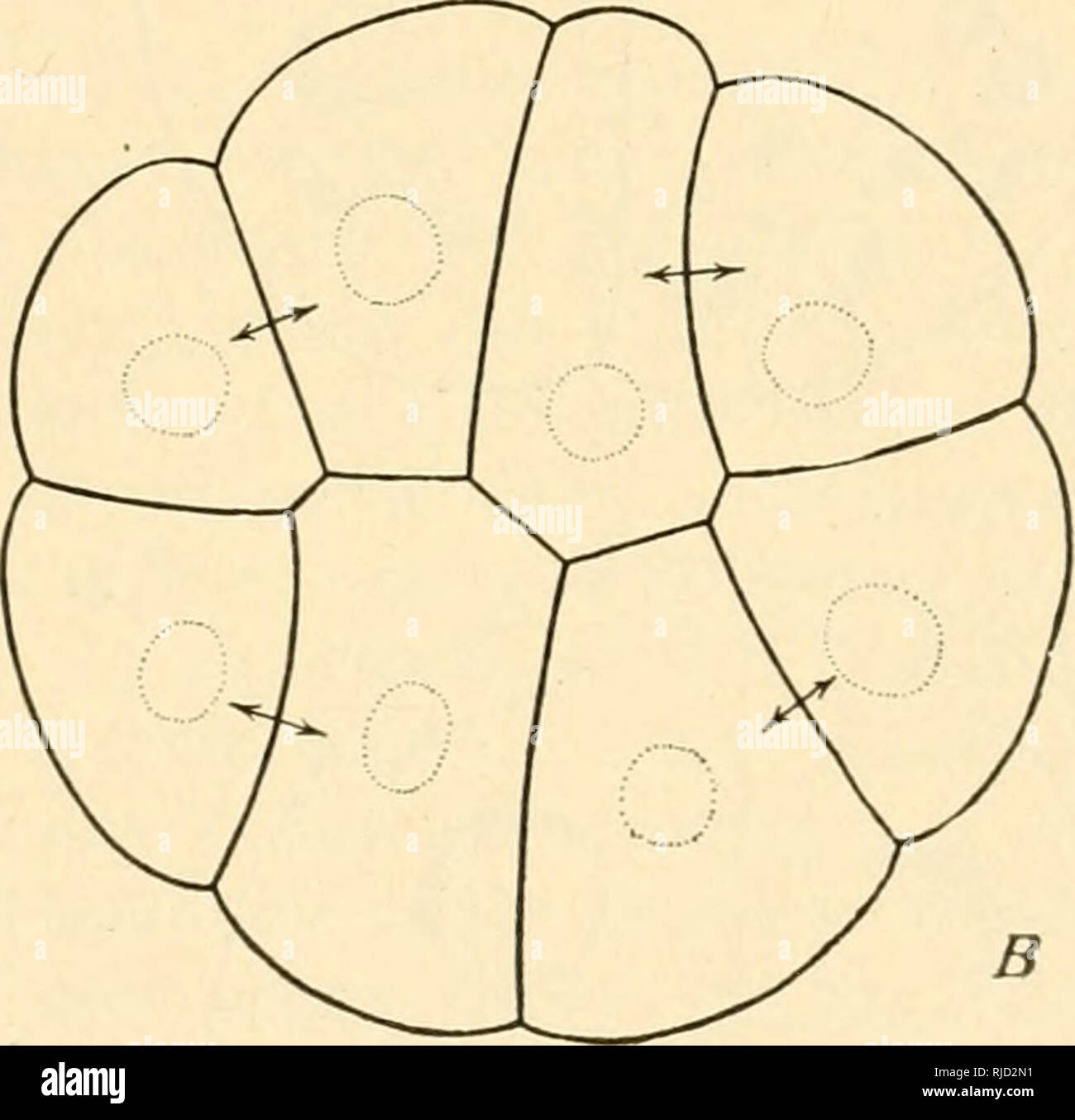 . The cell in development and inheritance. Cells. Fig. 186 ...