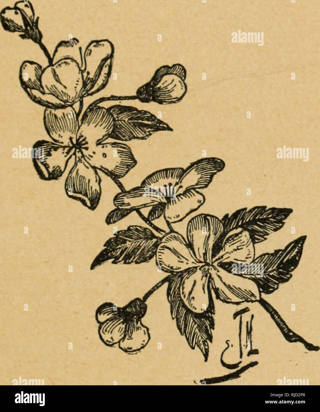 Fleurs de pommier blanc hi-res stock photography and images - Alamy