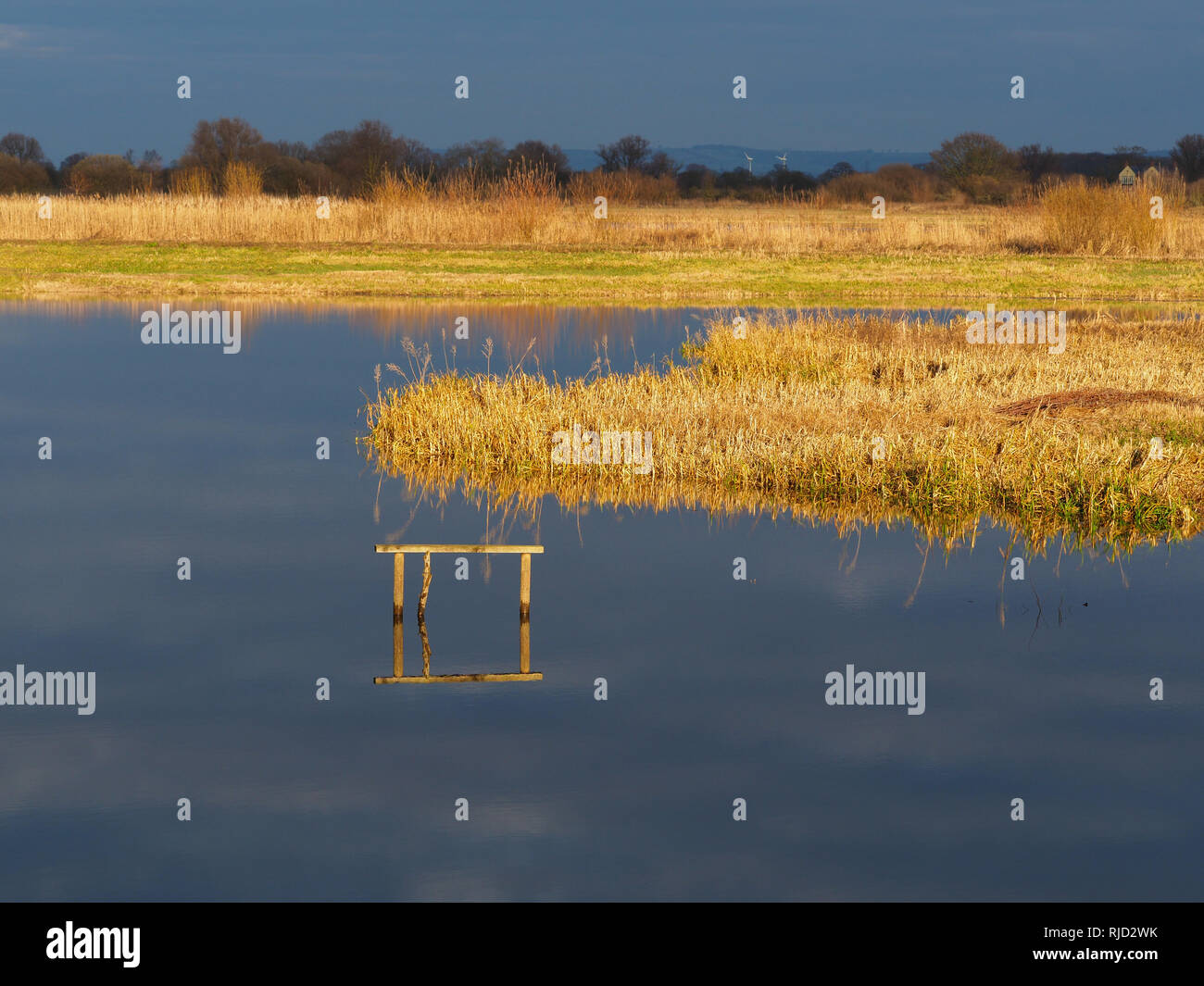 Golden afternoon light on seasonally flooded meadows at Wheldrake Ings ...