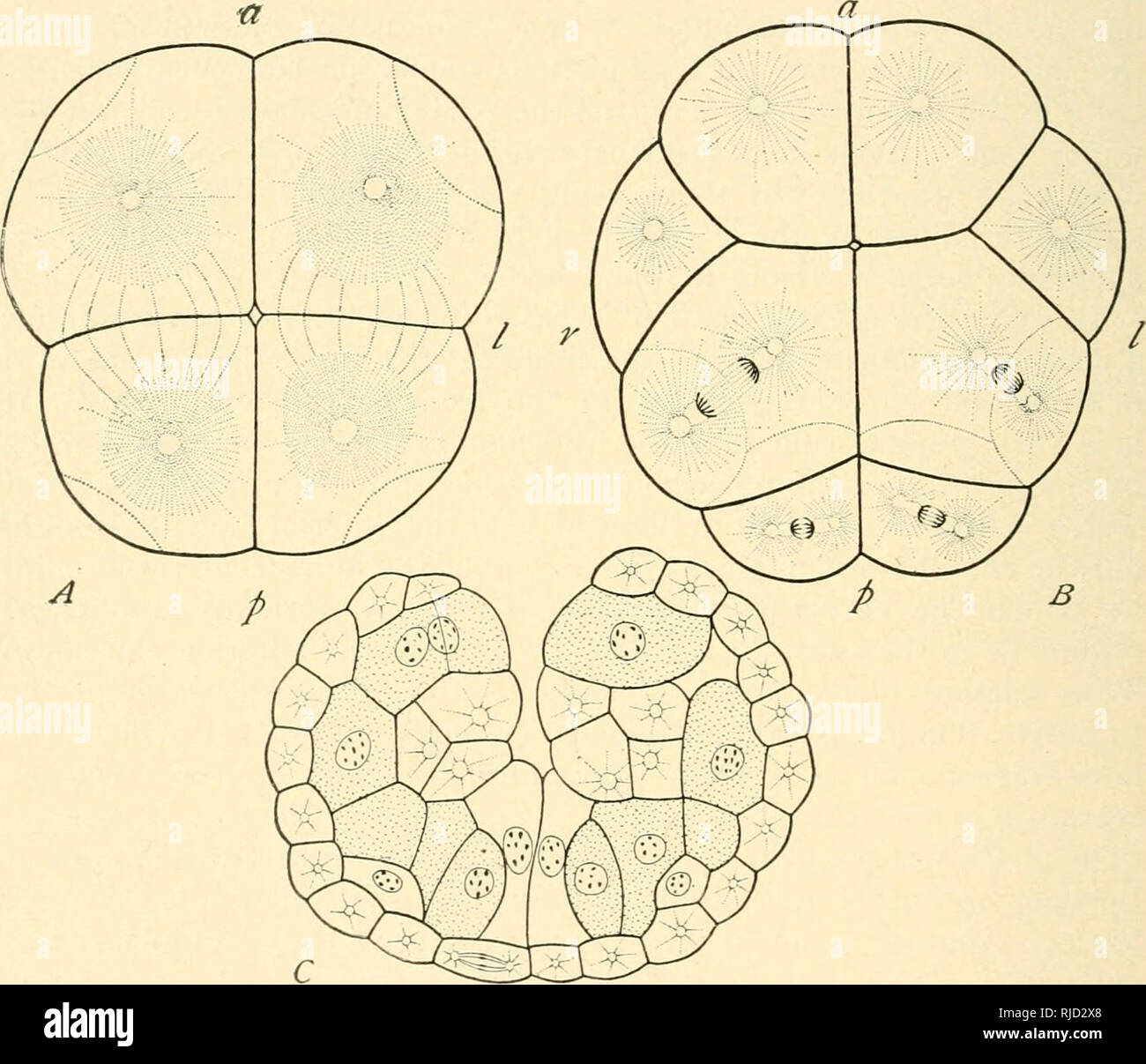 Frog egg cells hi-res stock photography and images - Alamy