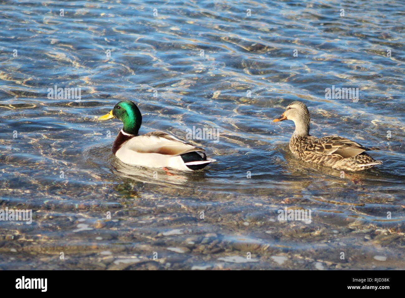 Mallards fighting on the Colorado River, Bullhead City Arizona Stock ...