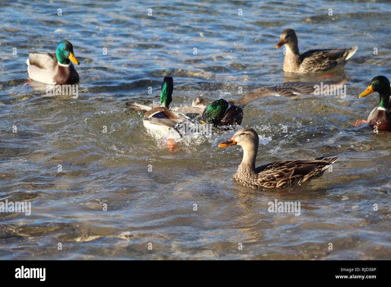 Mallards fighting on the Colorado River Stock Photo - Alamy