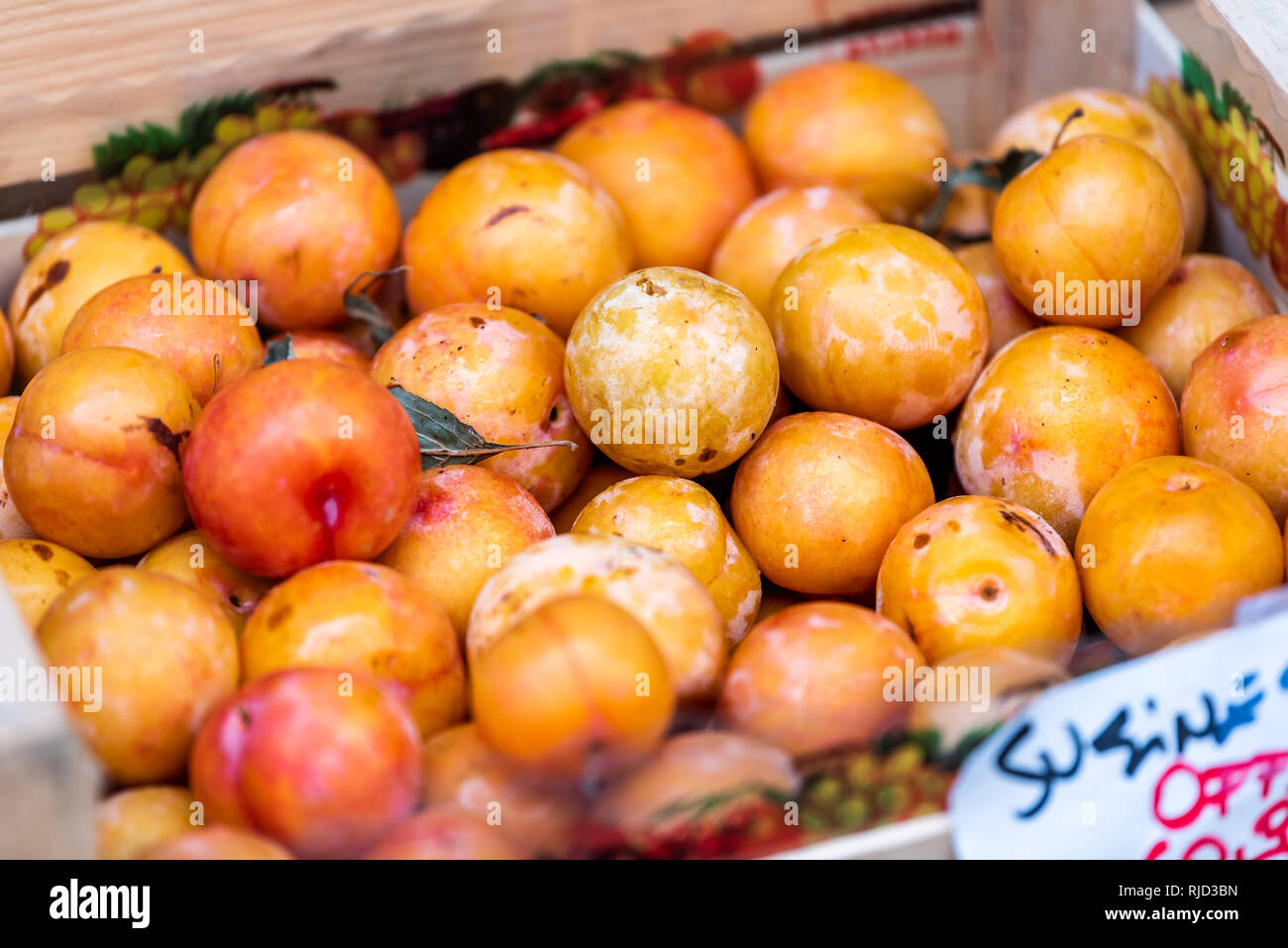 Plum hybrid hi-res stock photography and images - Alamy