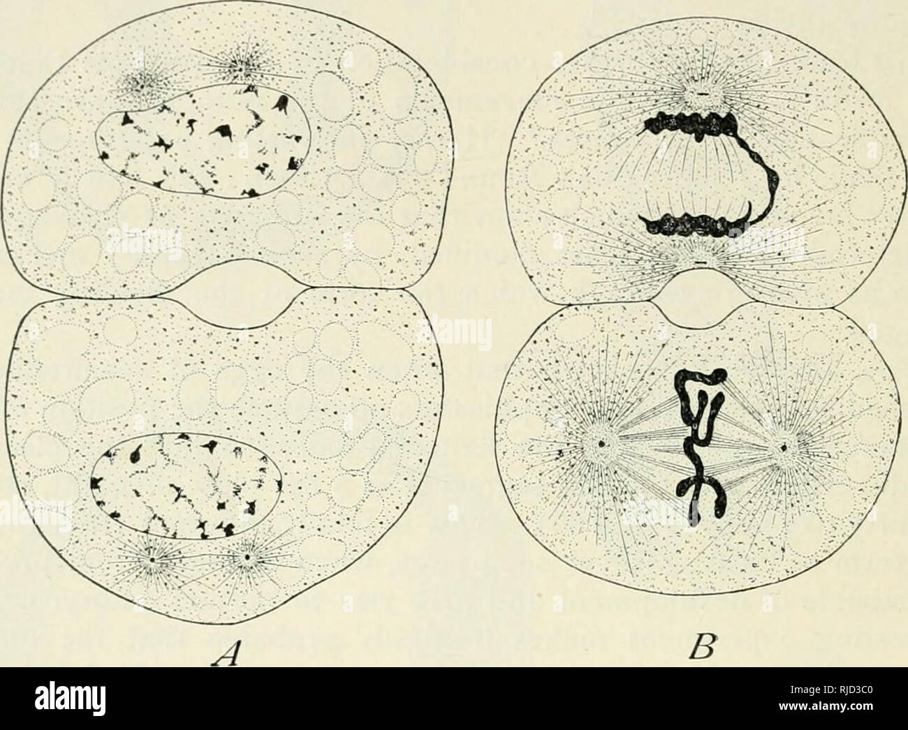 Prismatic Cleavage High Resolution Stock Photography and Images - Alamy