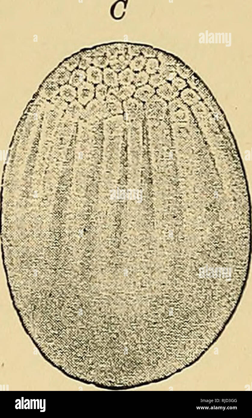 . The cell; outlines of general anatomy and physiology. Cells; Anatomy ...