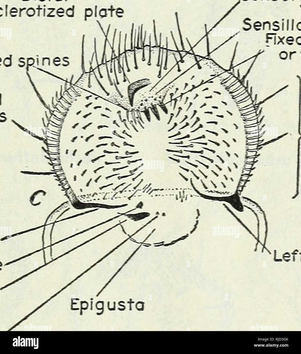. Characters useful in distinguishing larvae of Popillia japonica and ...