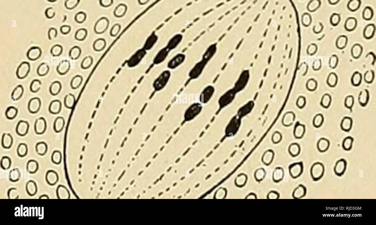 . The cell in development and inheritance. Cells; Cells. c I I. ^000 ...