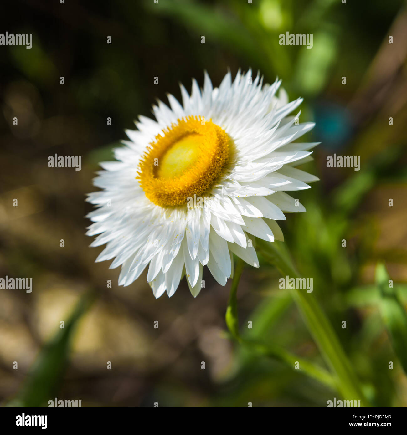 Layers of crisp hi-res stock photography and images - Alamy
