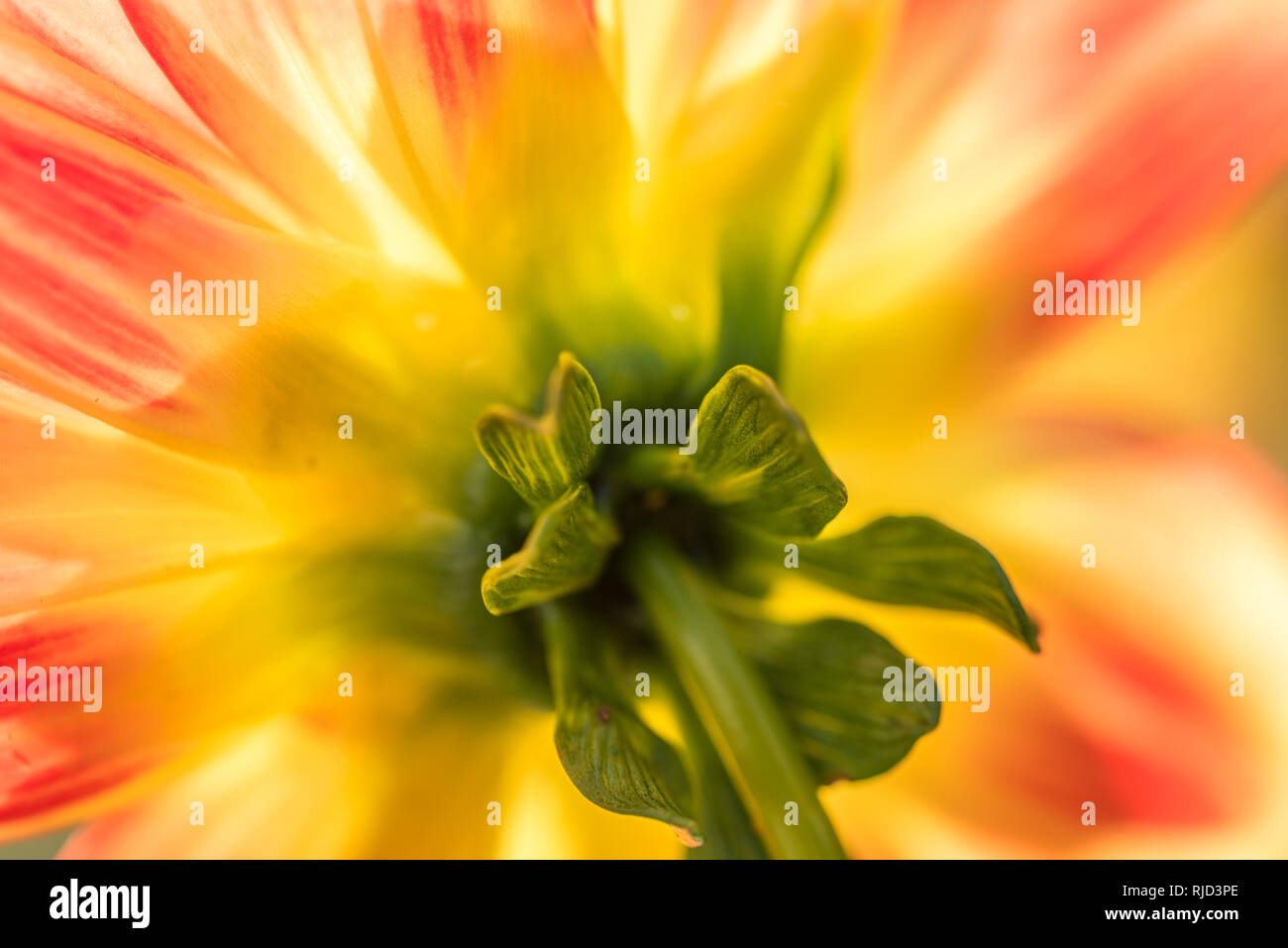 Receptacle of the flower hi-res stock photography and images - Alamy