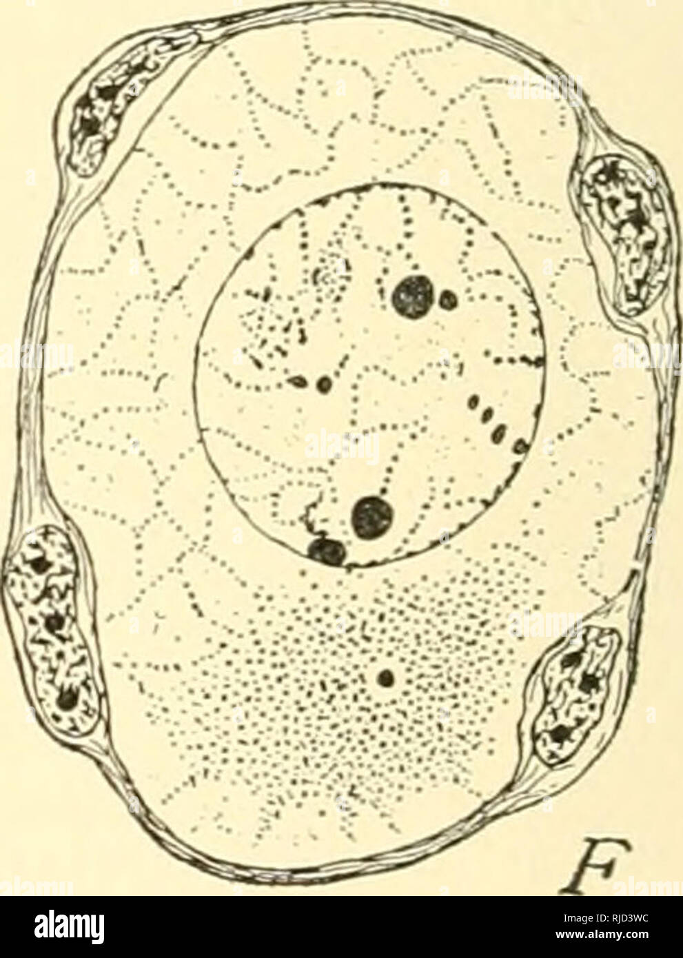 Primordial follicle hi-res stock photography and images - Alamy