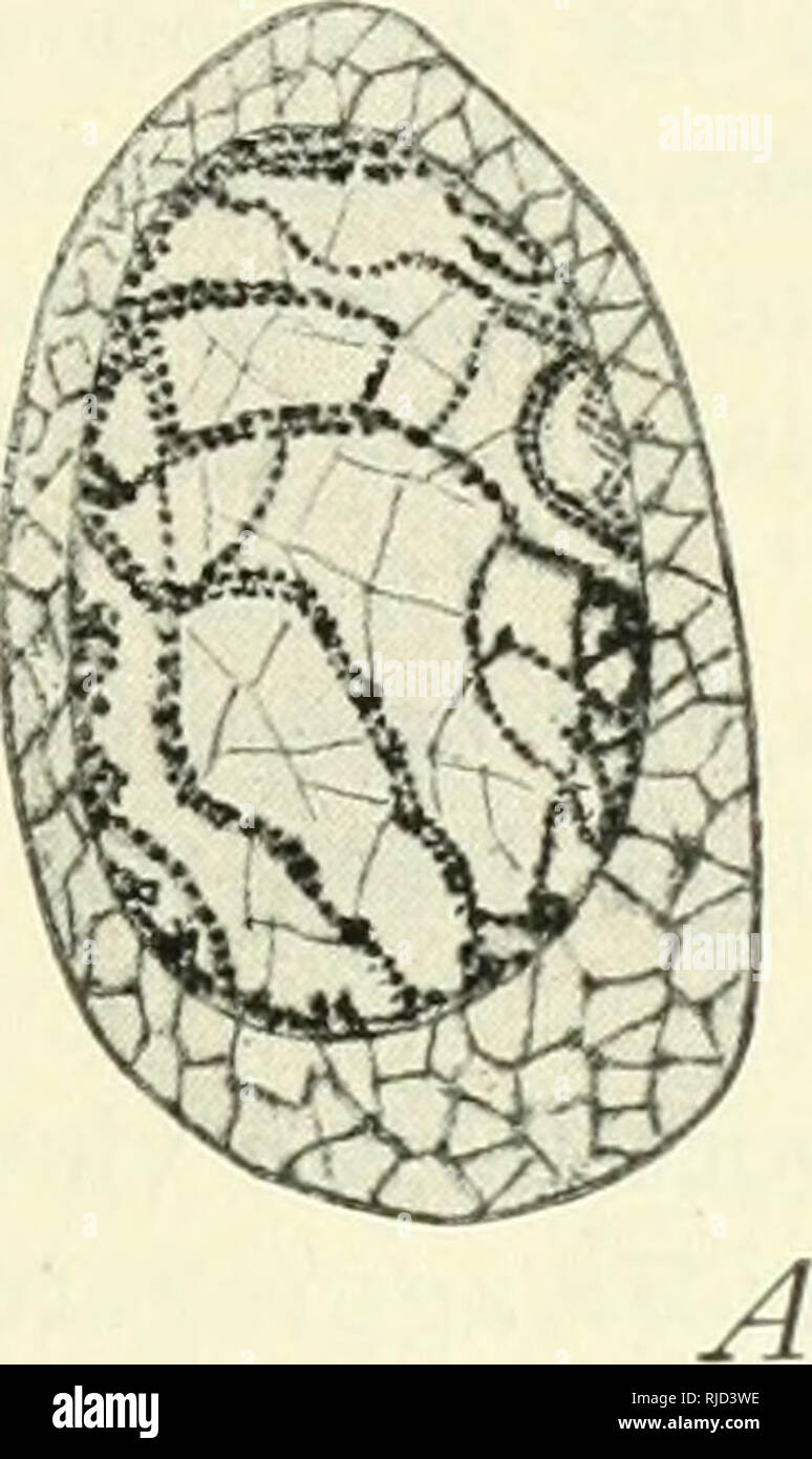 Flemming mitosis hi-res stock photography and images - Alamy