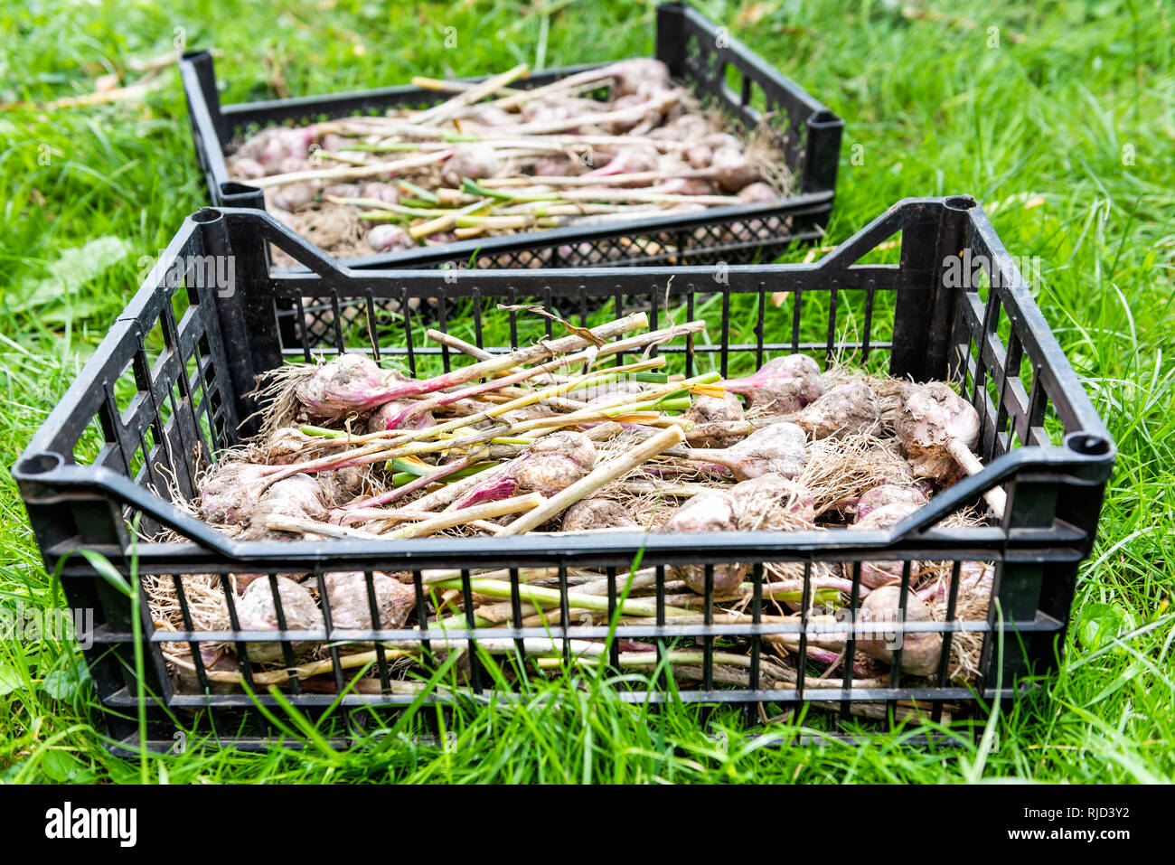 Many bunch of garlic bulb in two harvest box crates in farm or garden ...