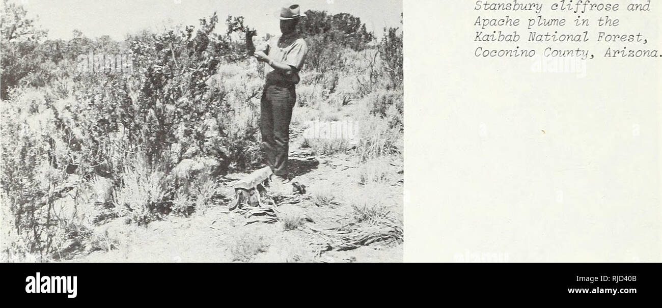 Cliffrose hi-res stock photography and images - Alamy