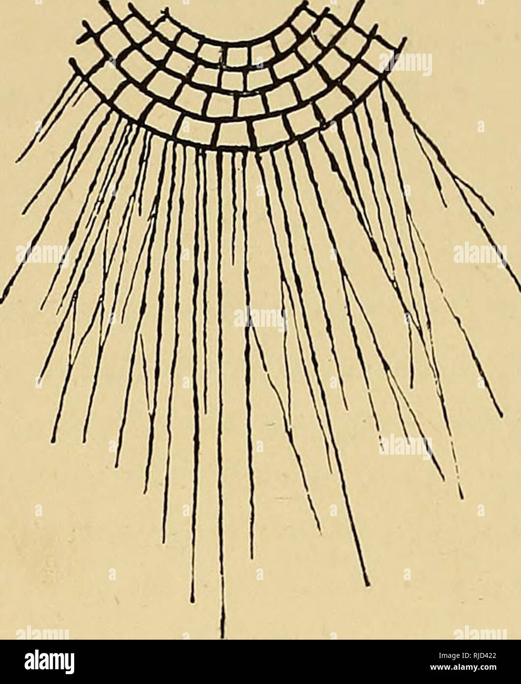 Protoplasmic threads hi-res stock photography and images - Alamy