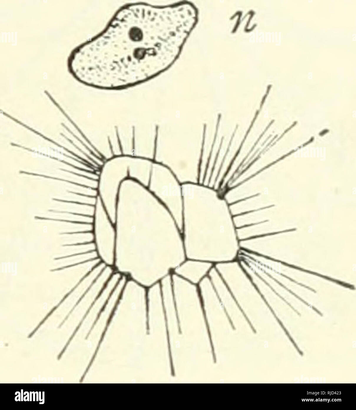 . The cell in development and inheritance. Cells. THE MECHANISM OF ...