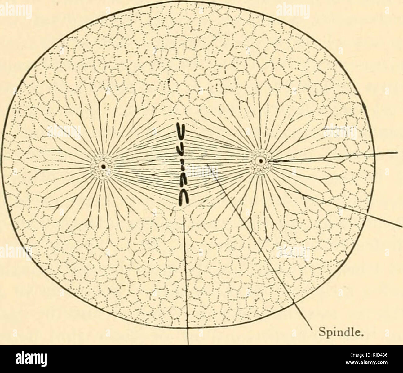 . The cell in development and inheritance. Cells. THE CYTOPLASM 49 ...