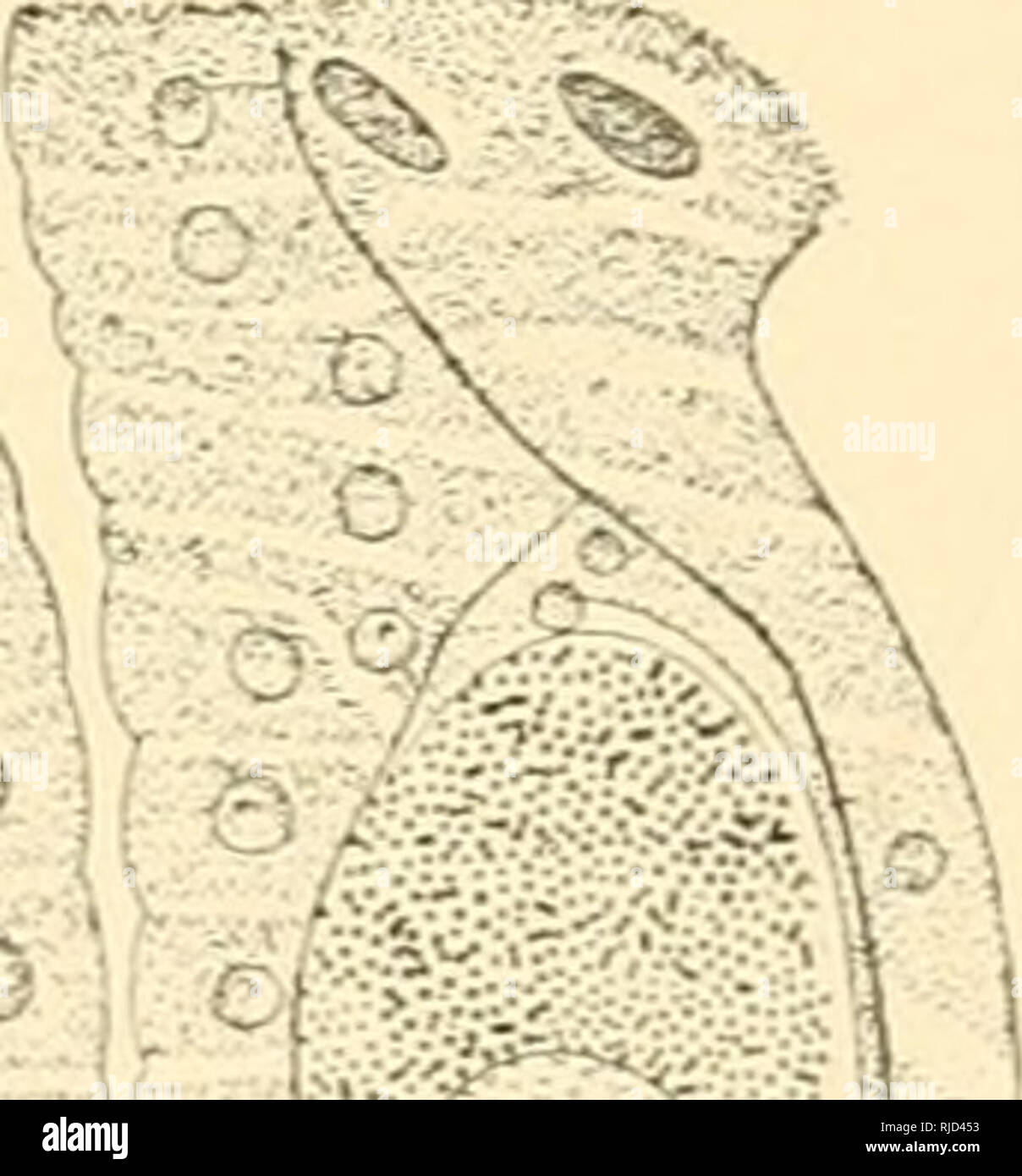 Pp cell hi-res stock photography and images - Alamy