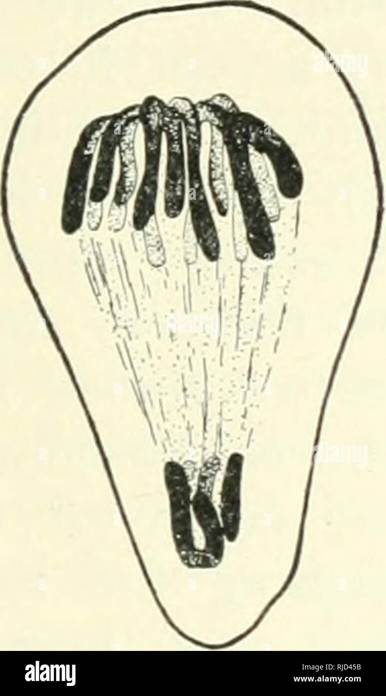 Mitosis multipolar hi-res stock photography and images - Alamy