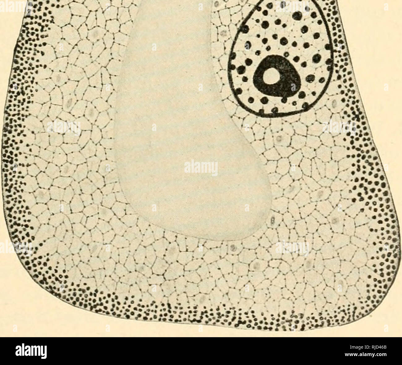 Ground leech hi-res stock photography and images - Alamy