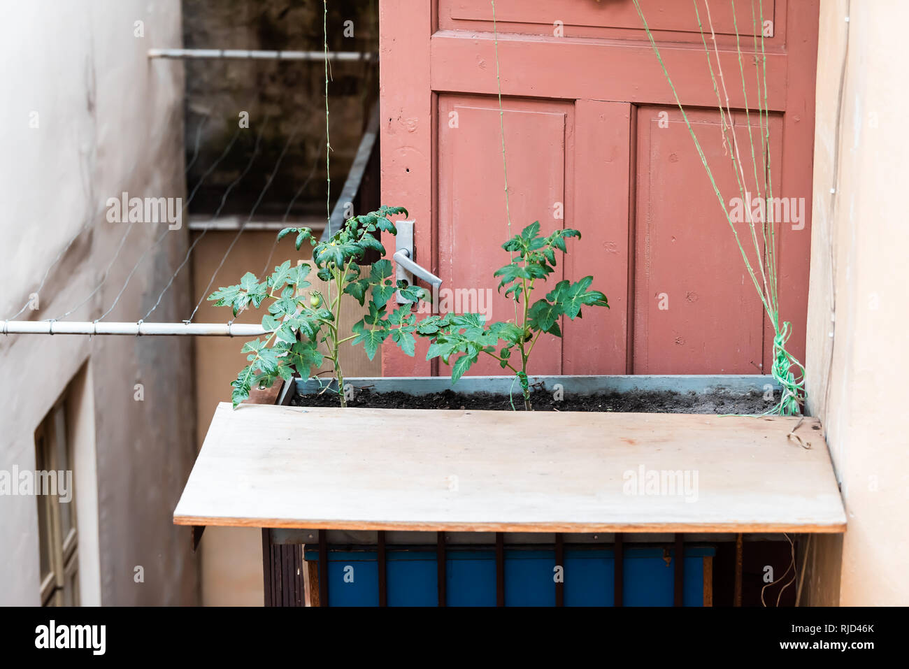 Green tomatoes hanging growing on plant vine in garden by soil dirt ...