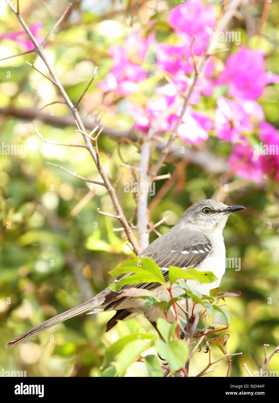 Bold flowers hi-res stock photography and images - Alamy