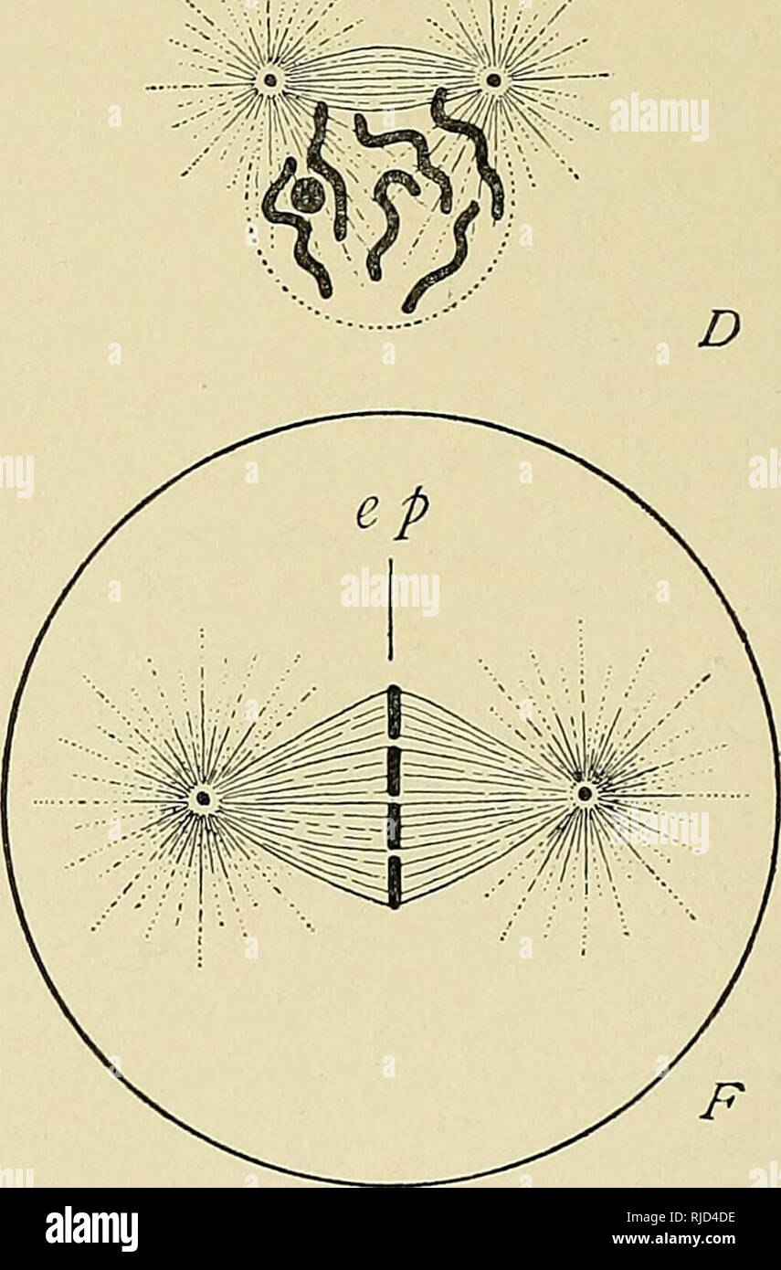 Early Prophase Diagram How To Draw Different Stages Of Mitosis