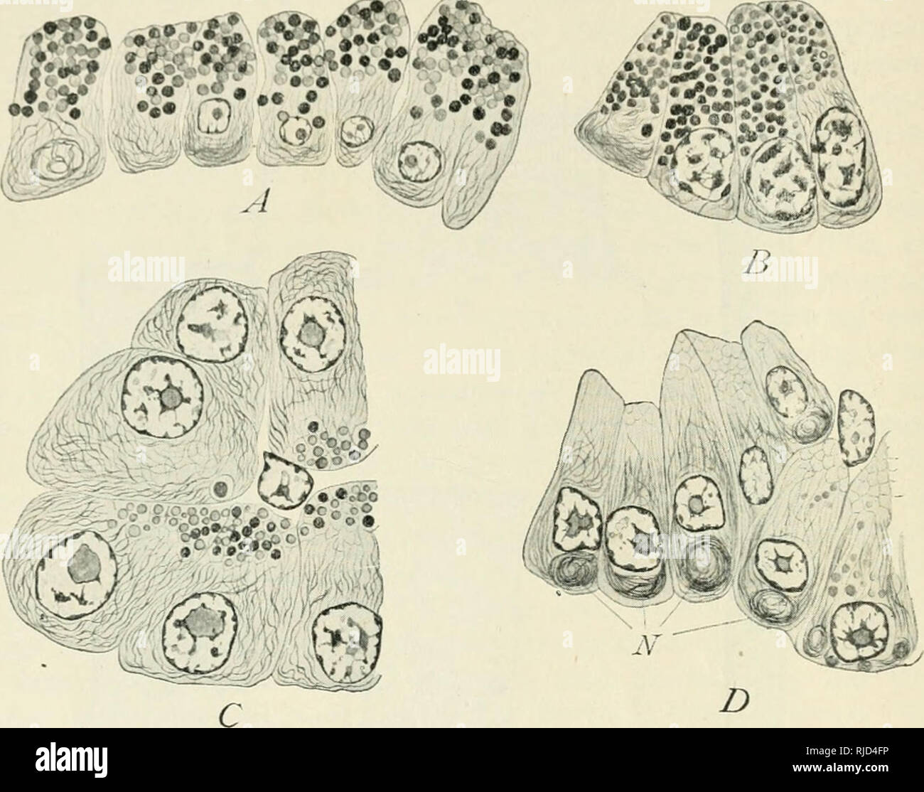 Alveolar epithelium High Resolution Stock Photography and Images - Alamy