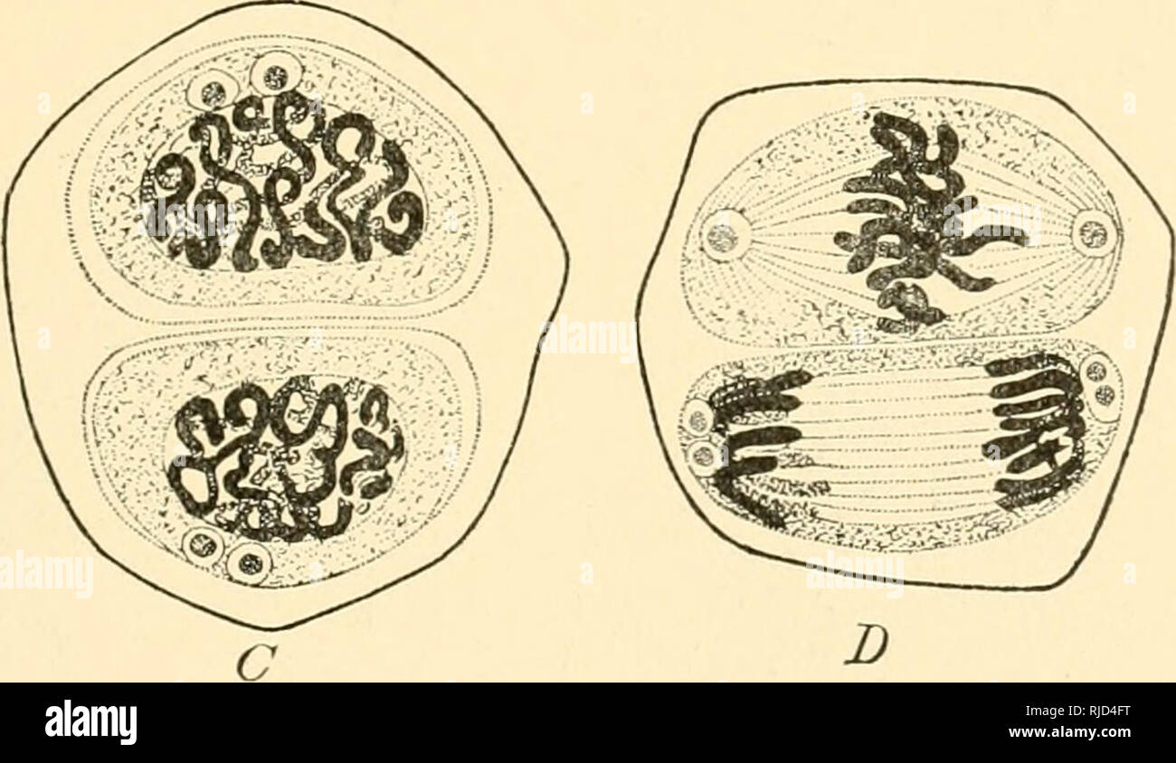 Flemming chromosomes hi-res stock photography and images - Alamy