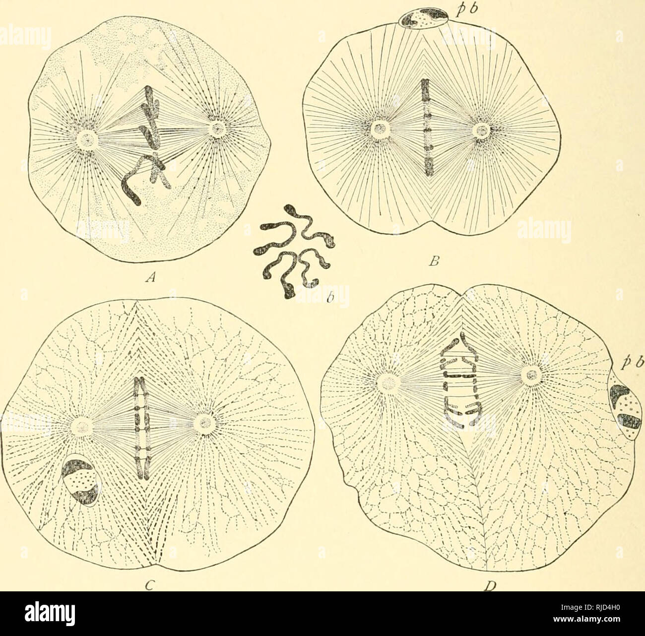 Phases of mitosis hi-res stock photography and images - Alamy
