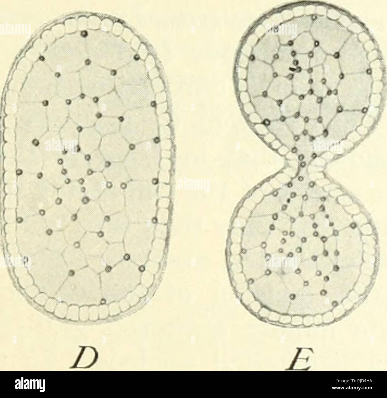. The cell in development and inheritance. Cells. THE NUCLEUS 39 it ...
