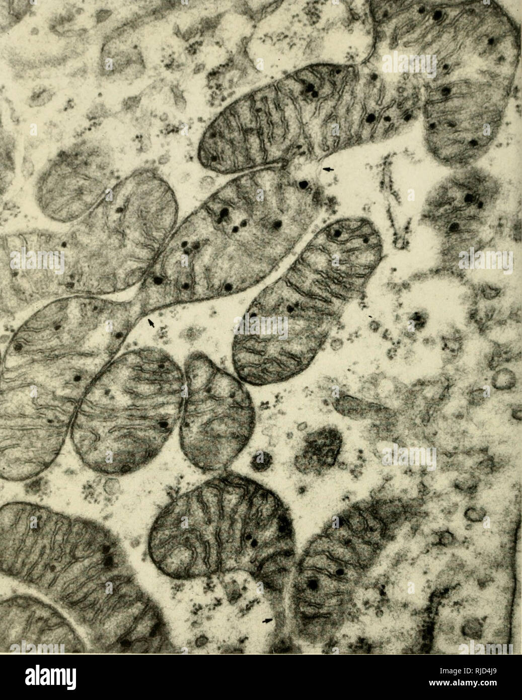 Cristae hi-res stock photography and images - Alamy