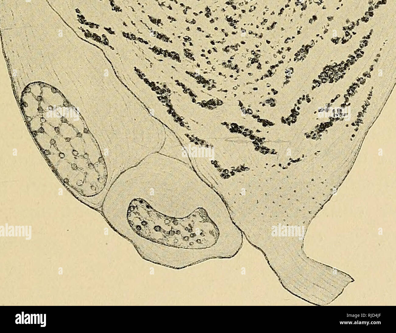 . The cell in development and inheritance. Cells; Cells. Fig. 15 ...