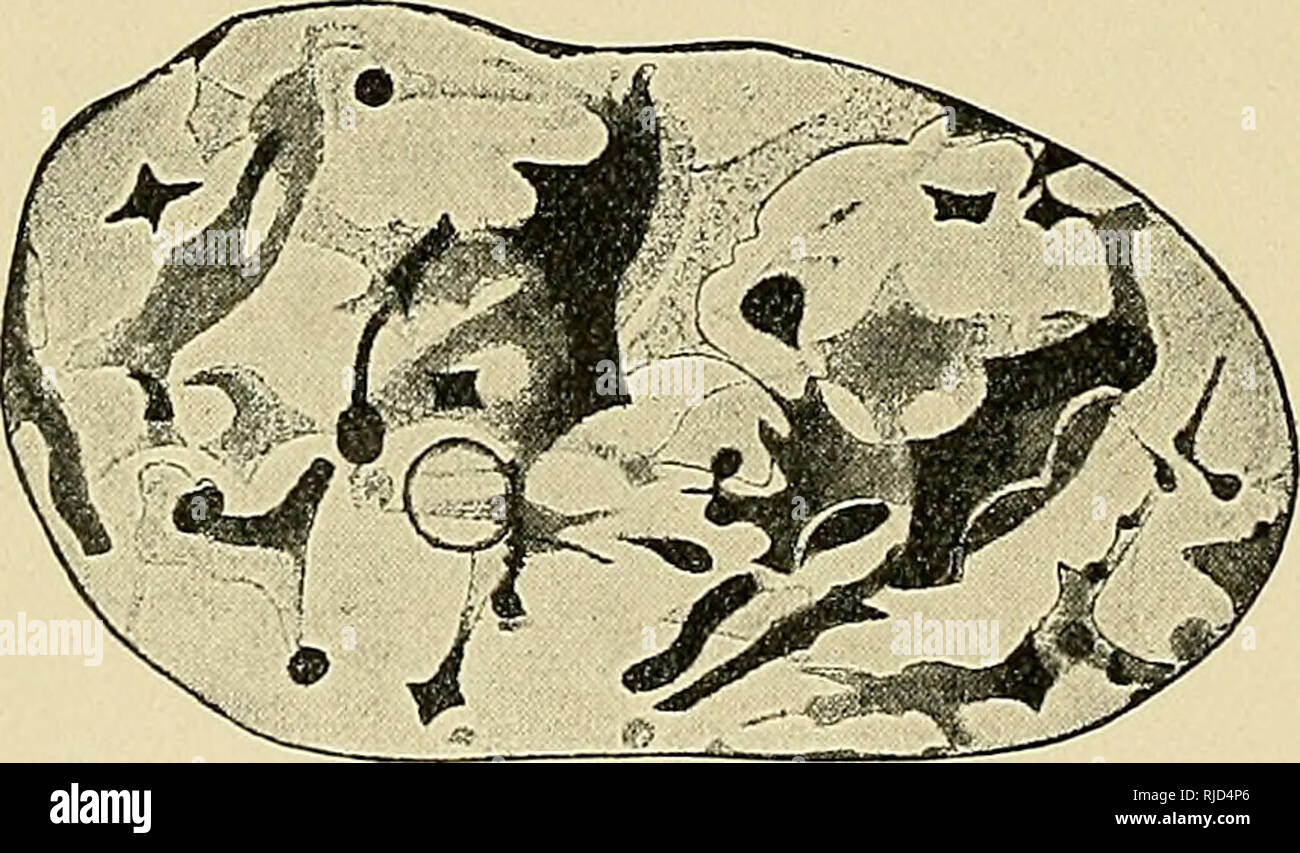 . The cell in development and inheritance. Cells; Cells. nuclear ...