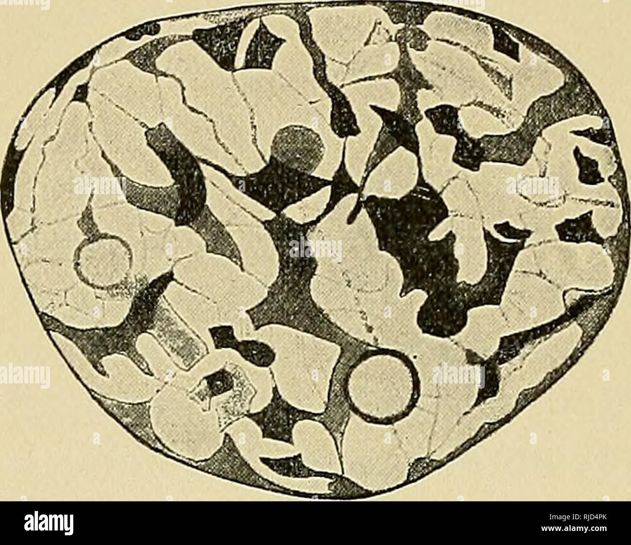 . The cell in development and inheritance. Cells; Cells. 24 GENERAL ...