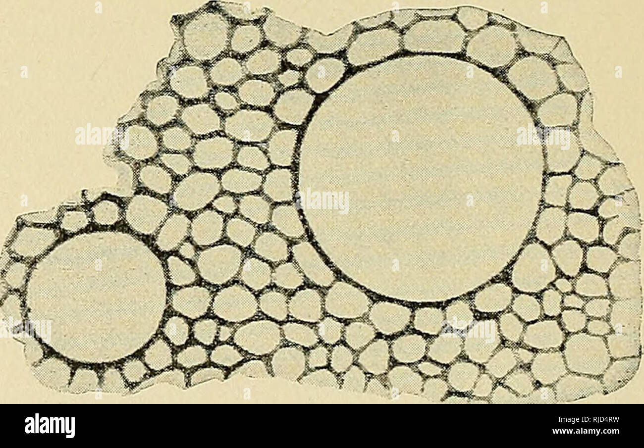 . The cell in development and inheritance. Cells; Cells. Fig. 8 ...