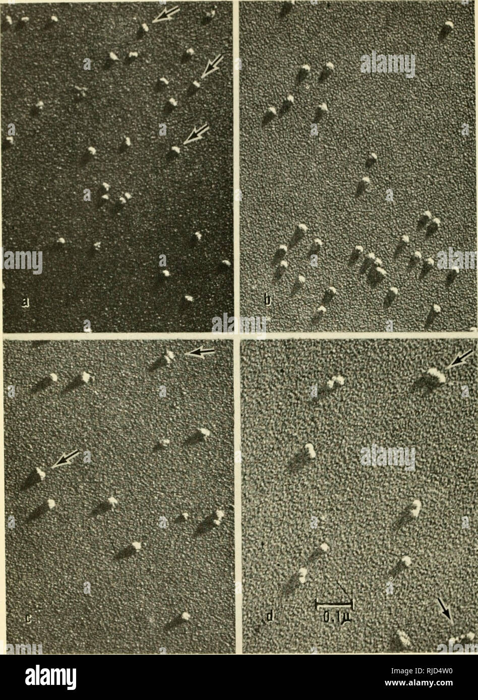 Ribonucleoprotein particles hi-res stock photography and images - Alamy