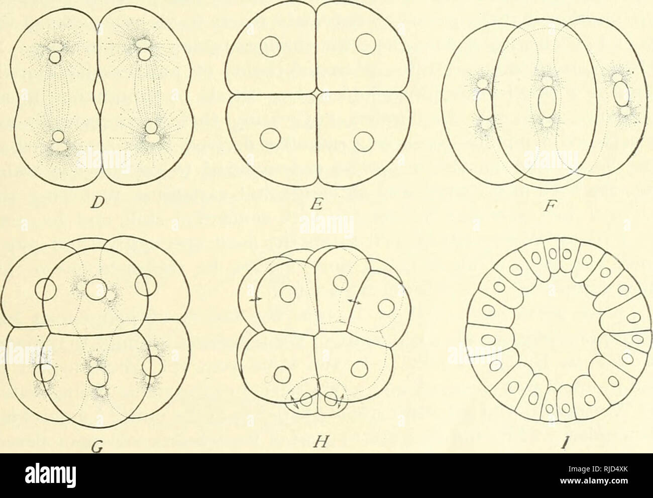 Sea urchin two cell embryo hi-res stock photography and images - Alamy