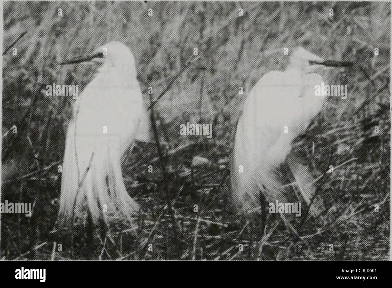 Shrubby areas hi-res stock photography and images - Alamy