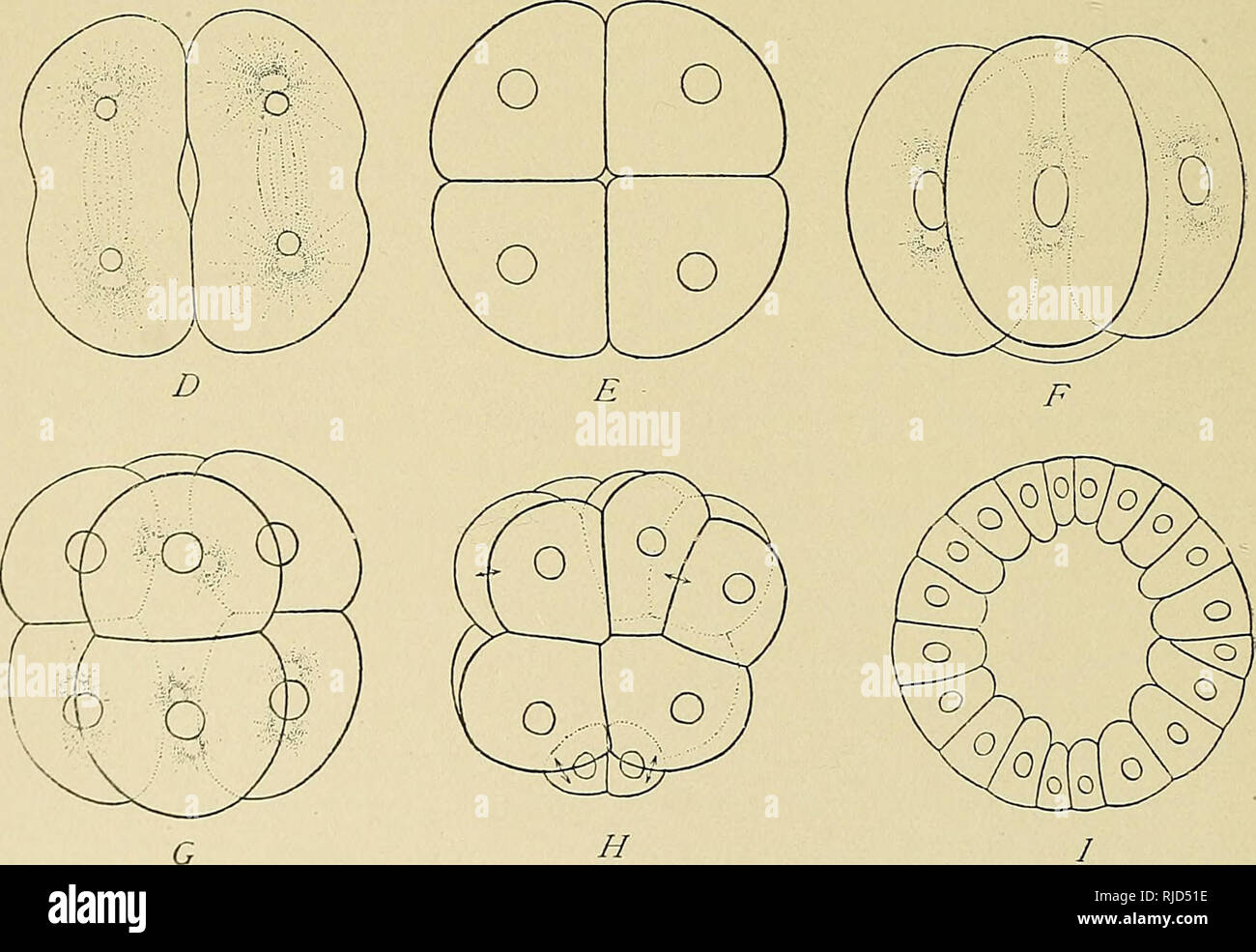 Sea urchin embryo hi-res stock photography and images - Alamy