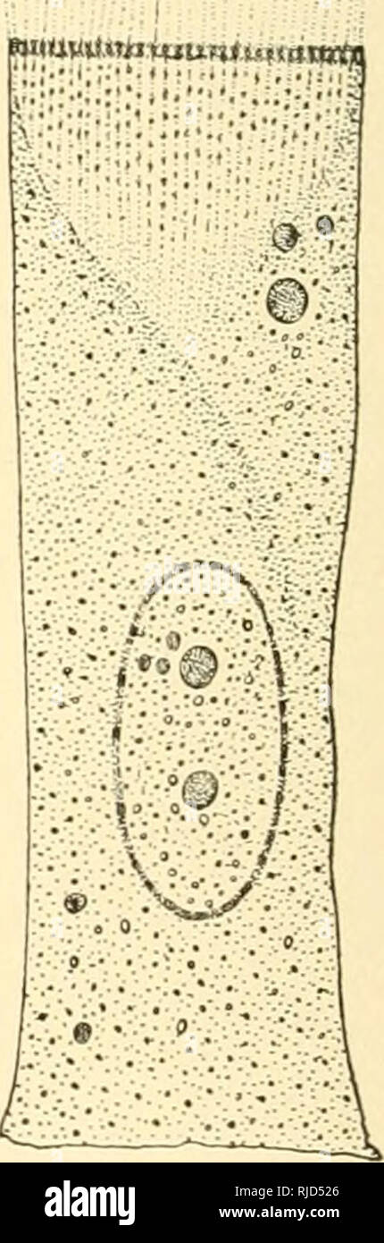 . The cell in development and inheritance. Cells. C. D Fig. 13 ...